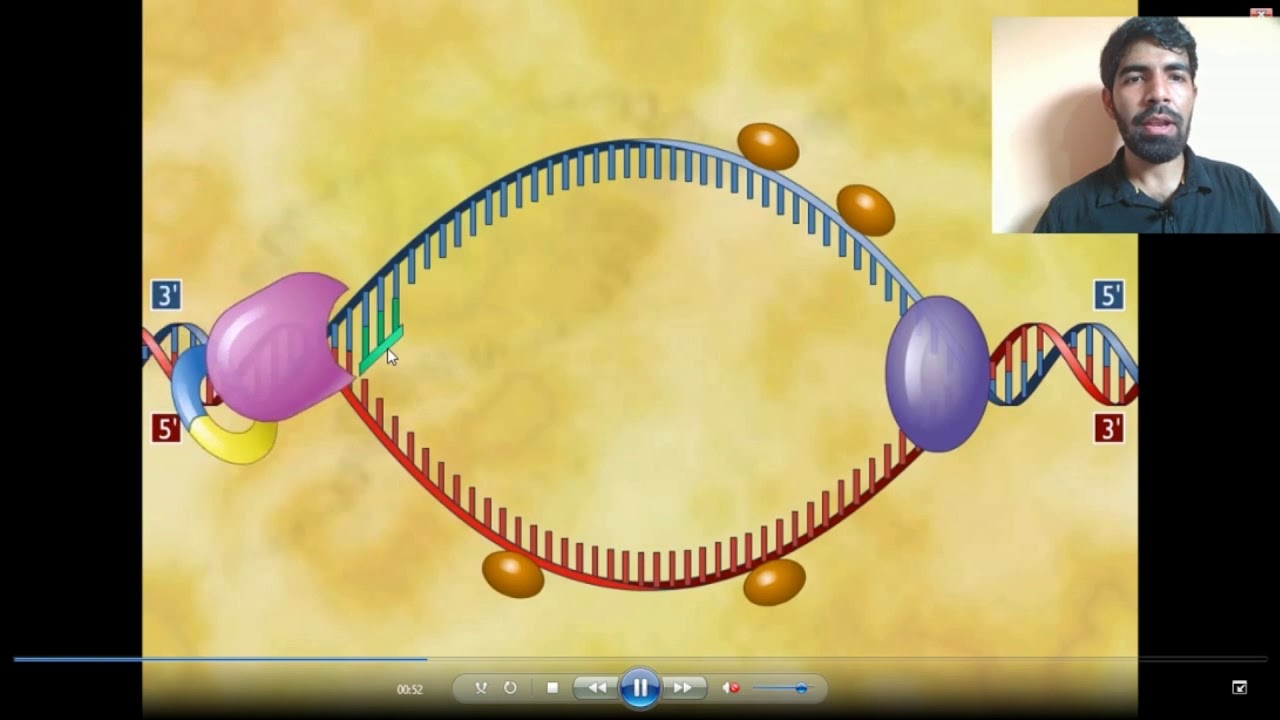 DNA Replication / Biology / NEET / CBSE / ISCE - YouTube