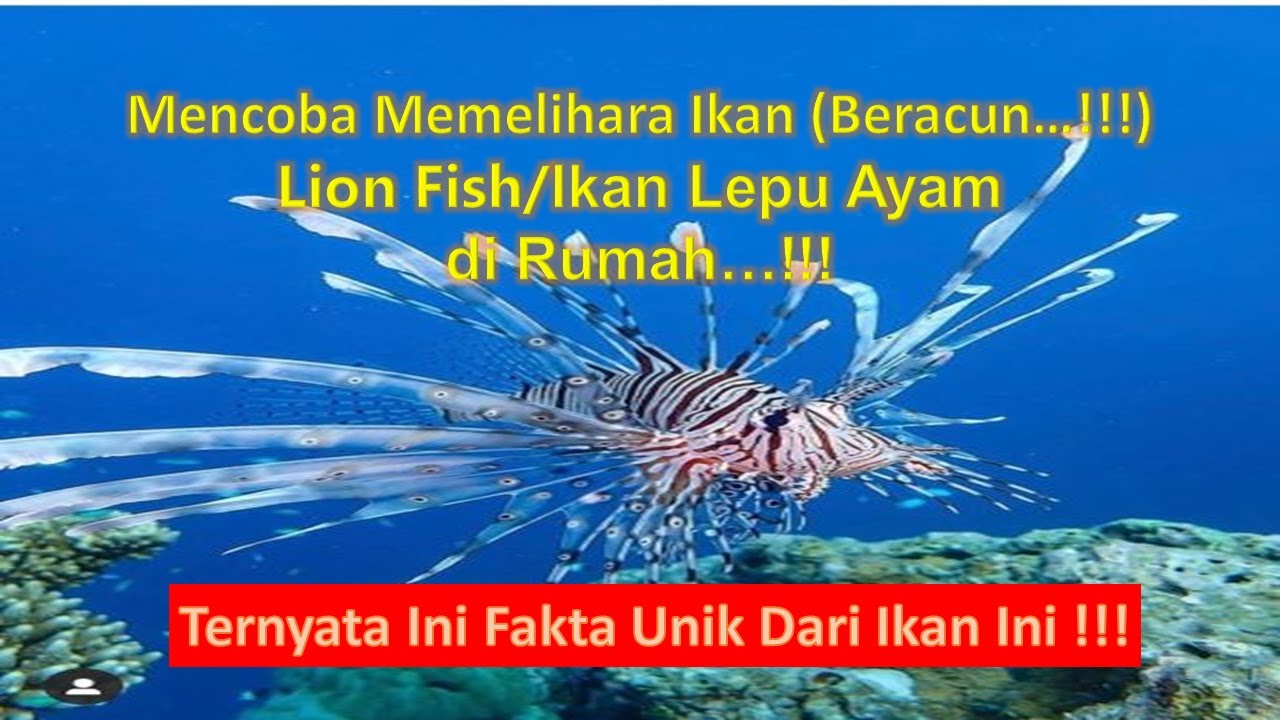 Coba Pelihara IKAN BERACUN (Ikan Lepu Ayam, Lion Fish), Ini Faktanya ...