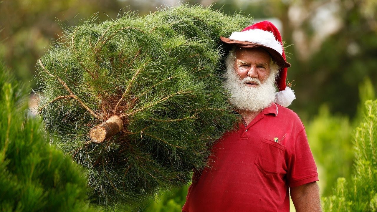 Real Vs Fake Christmas Trees Does It Matter YouTube real-vs-fake-christmas-trees-does-it-matter-youtube