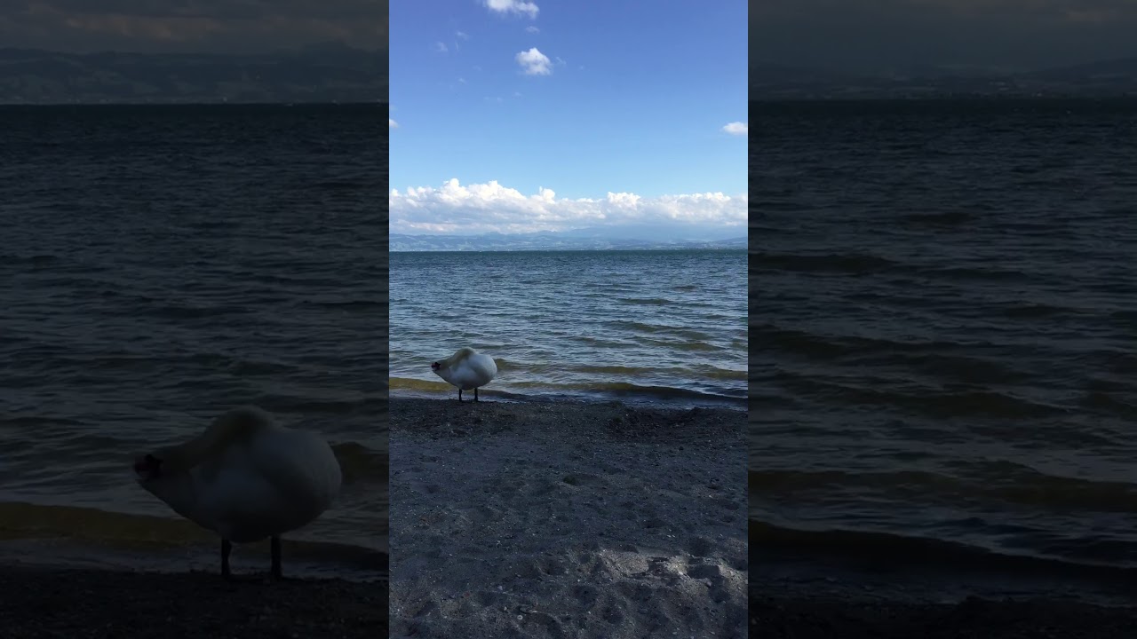 Friedrichshafen. Fischbach Bodensee 12.07.17 - YouTube