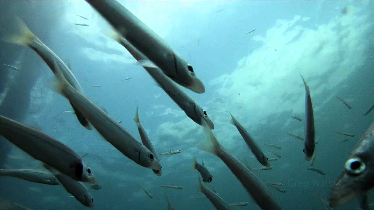 Longfin Pike, Dinolestes lewini - YouTube
