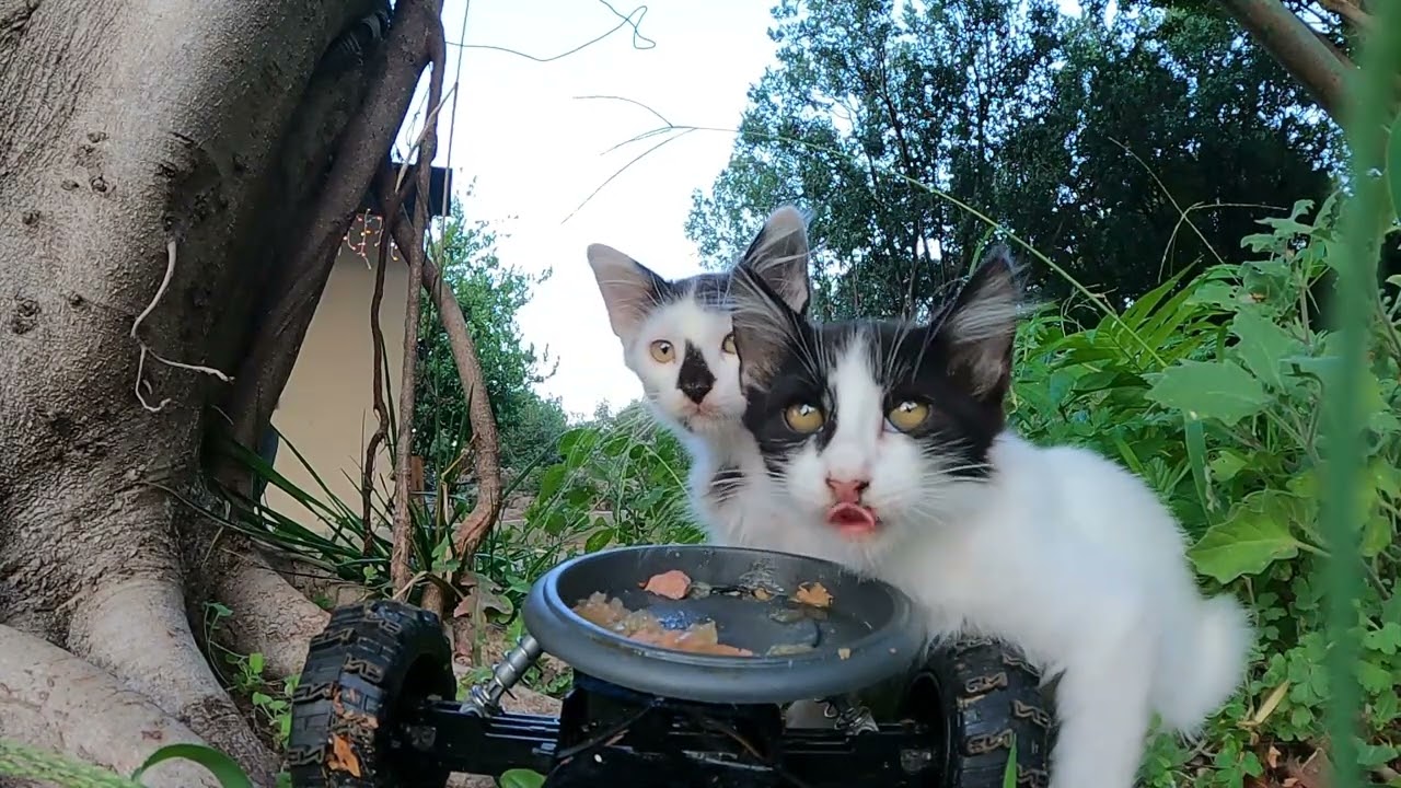 Stray cat family reacts to wet food - YouTube