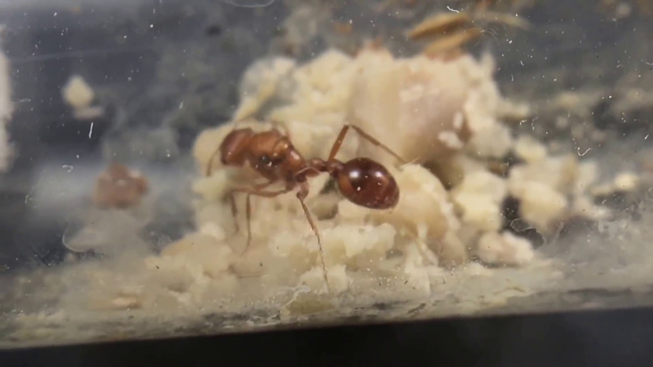 Polygynous or pleometrosis Pogonomyrmex subnitidus - YouTube