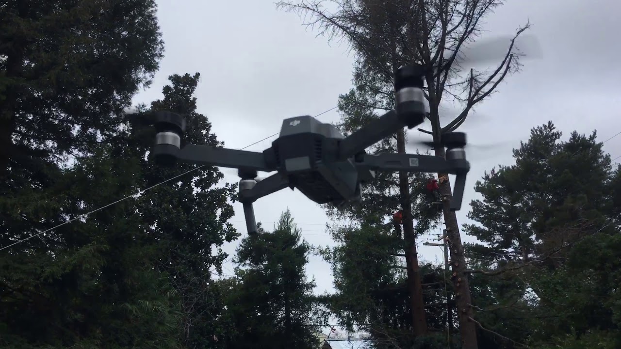 Awesome tree crew brings down the 100 foot dead sequoia tree. Great job ...