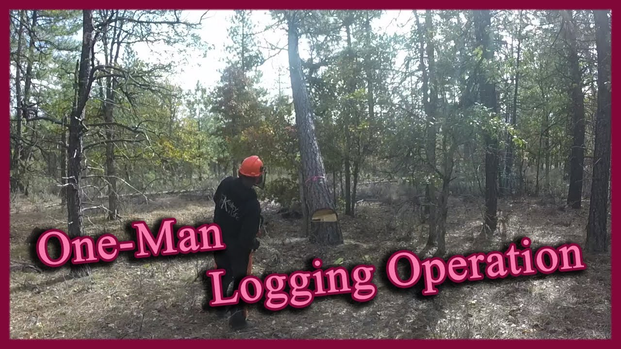 Logging our property, harvesting the dead pine trees - YouTube