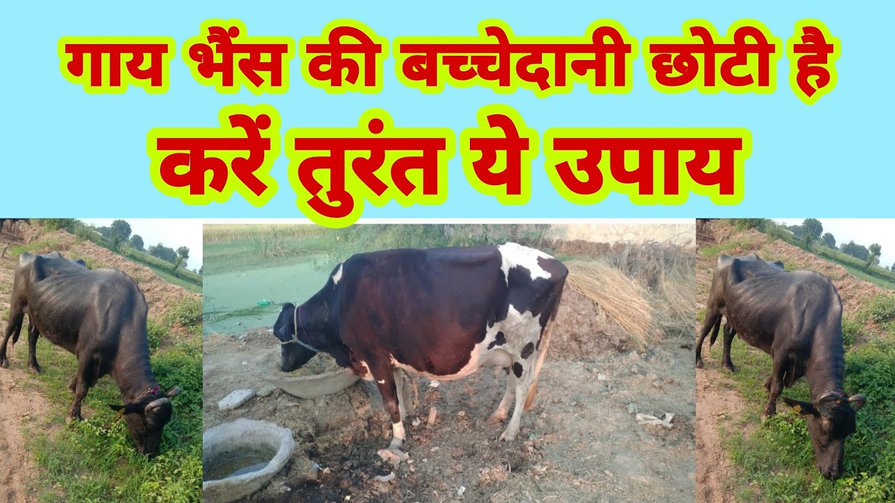cow buffalo uterus is small | विकसित नहीं |gaay bhains ki bachchedani ...