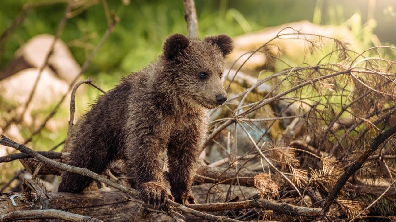 The Incredible Journey of Grizzly Bear Cubs Growing Up in the Wild ...