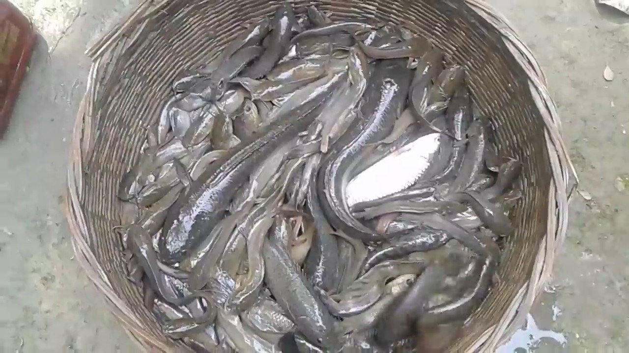 Desi Fish - YouTube