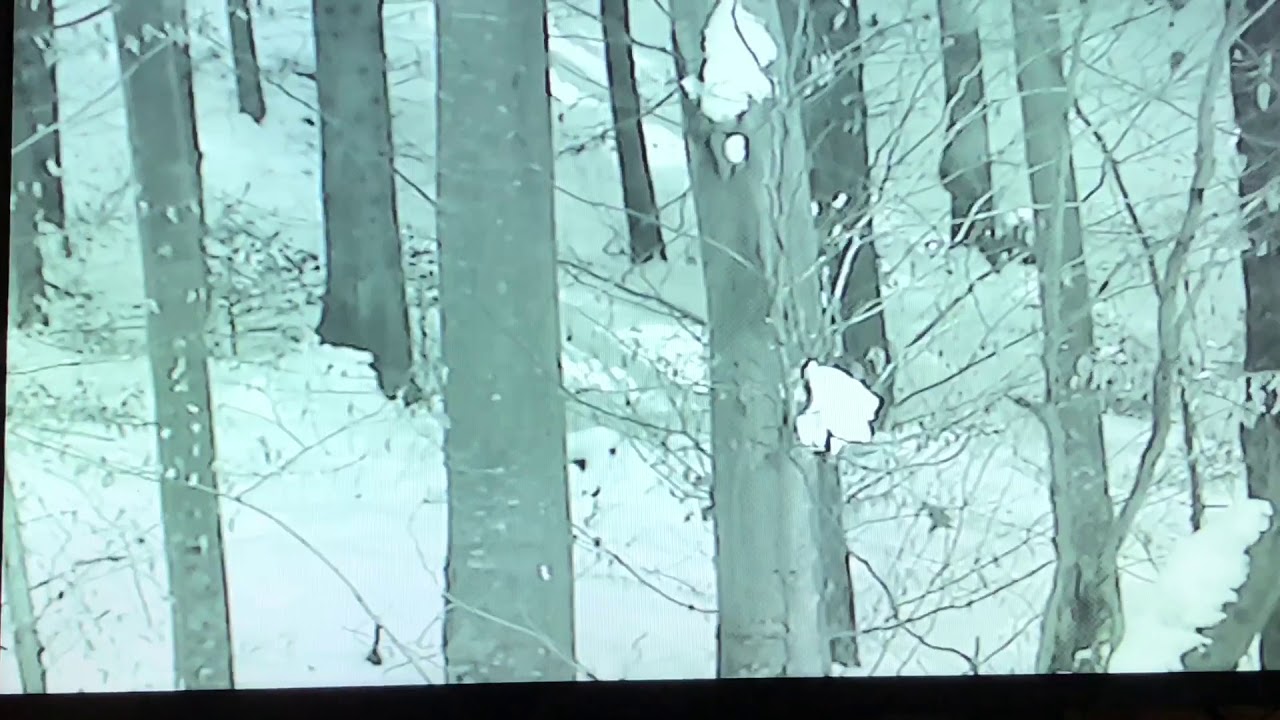 Animale sălbatice , iarna - YouTube