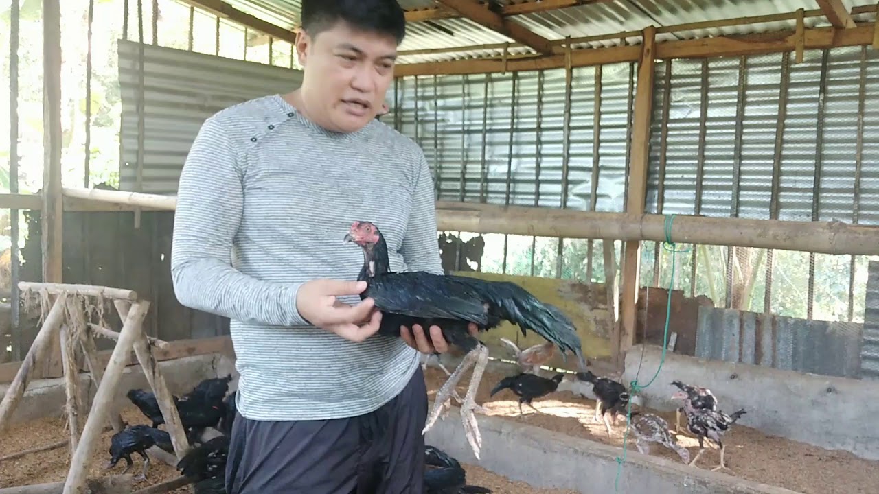 Zampen chicken breeders | GIVEAWAY!! - YouTube