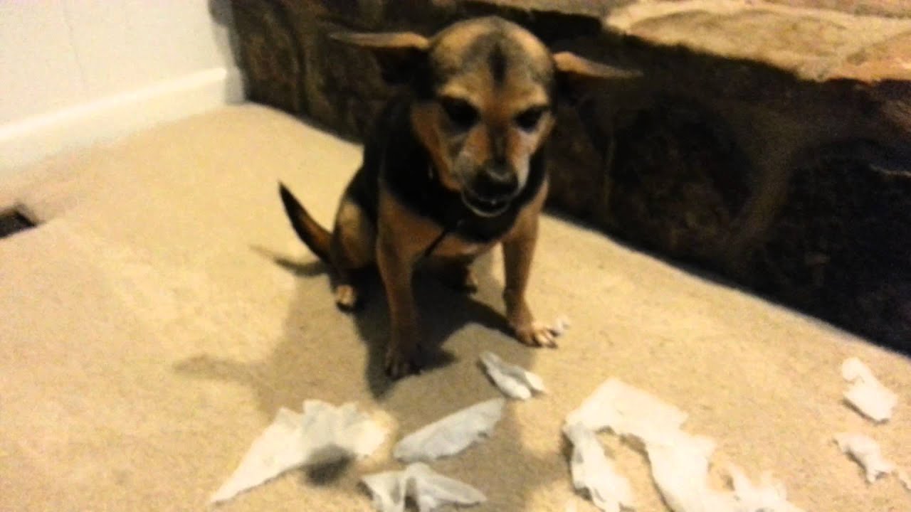 Guilty Dog Freaks Out and Bites Owner - YouTube