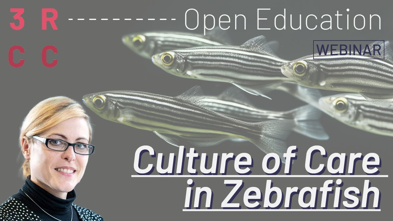 Culture of care in zebrafish by Andrina Zbinden - YouTube