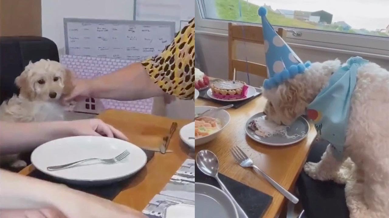Lucky Dog Sits At The Table For Dinner - YouTube