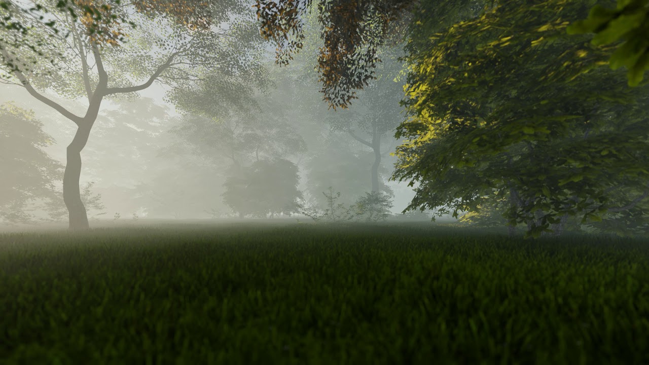 ROYALTY FREE | FOGGY WOODS SCENE CLIP | 4K/60 FPS - YouTube