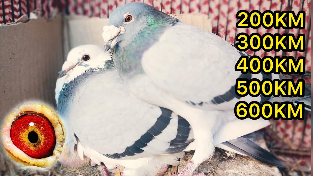 Racer Pigeon Race 2023 || Kalapati || Racing Pigeons - YouTube