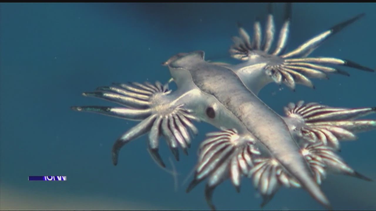 What's that strange creature washing ashore? - YouTube