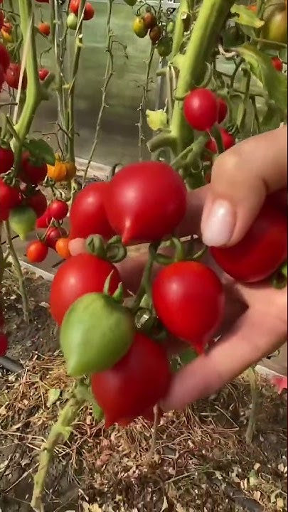 🍅Томат ПРИНЦ БОРГЕЗЕ. #shorts #томаты #сортатоматов - YouTube