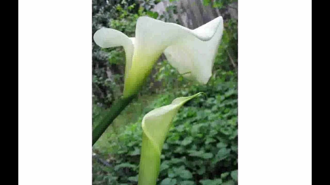 Calla Lilies Season - YouTube