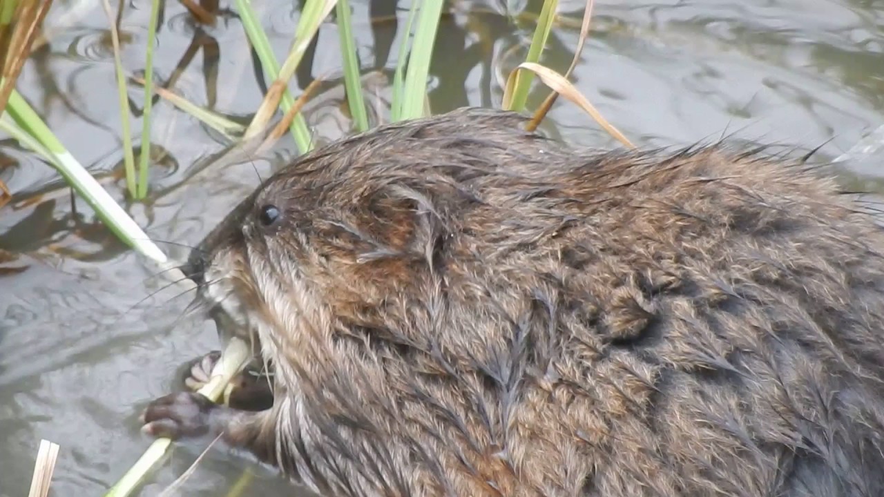 Muskrat in Potter Marsh, Turnagain Arm, Alaska, June 22, 2017 - YouTube