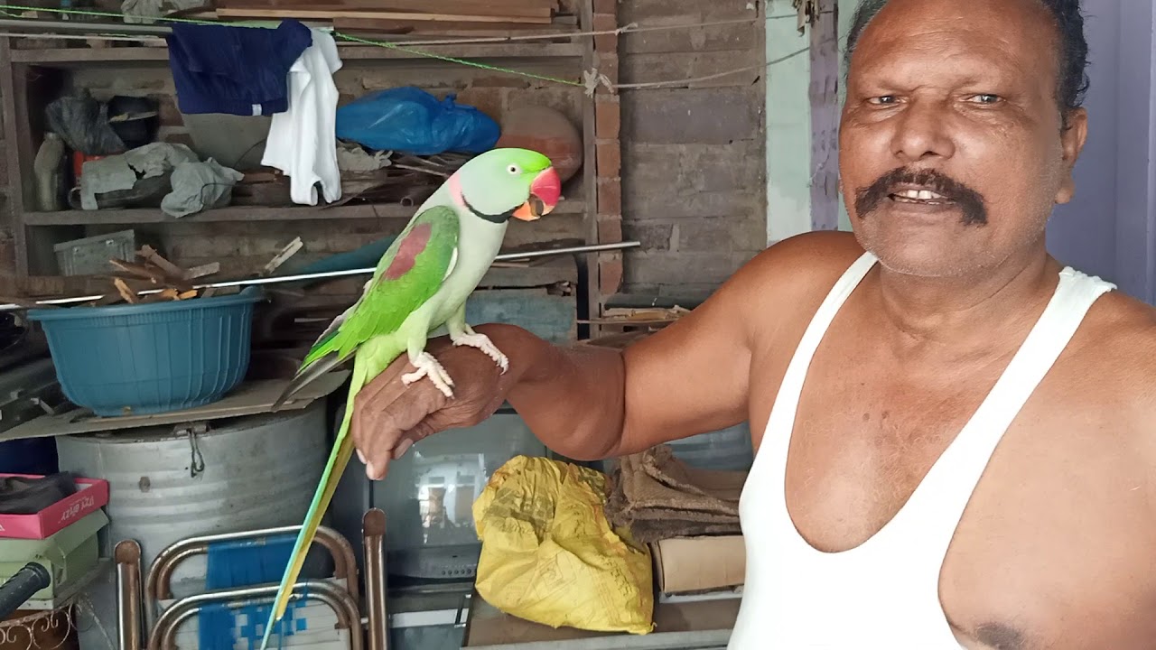 Parrot Lifespan 140 Years at Paulette Flores blog