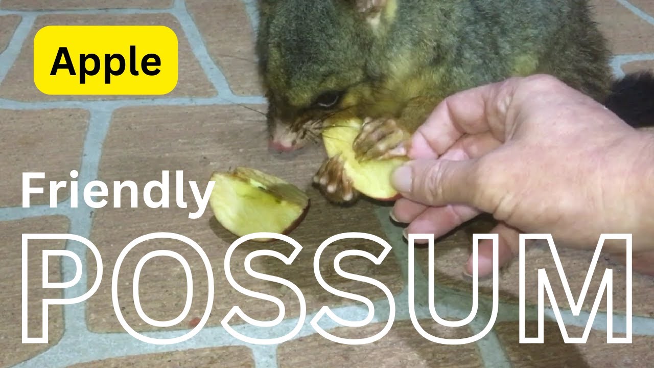 Friendly Possum - 'Dopey' Enjoys a Pat & Some Apple🍎 #possum # ...