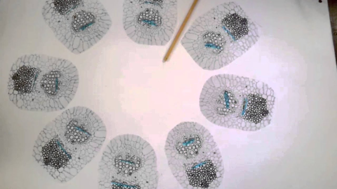 Secondary Growth and the Formation of Annual Rings - YouTube