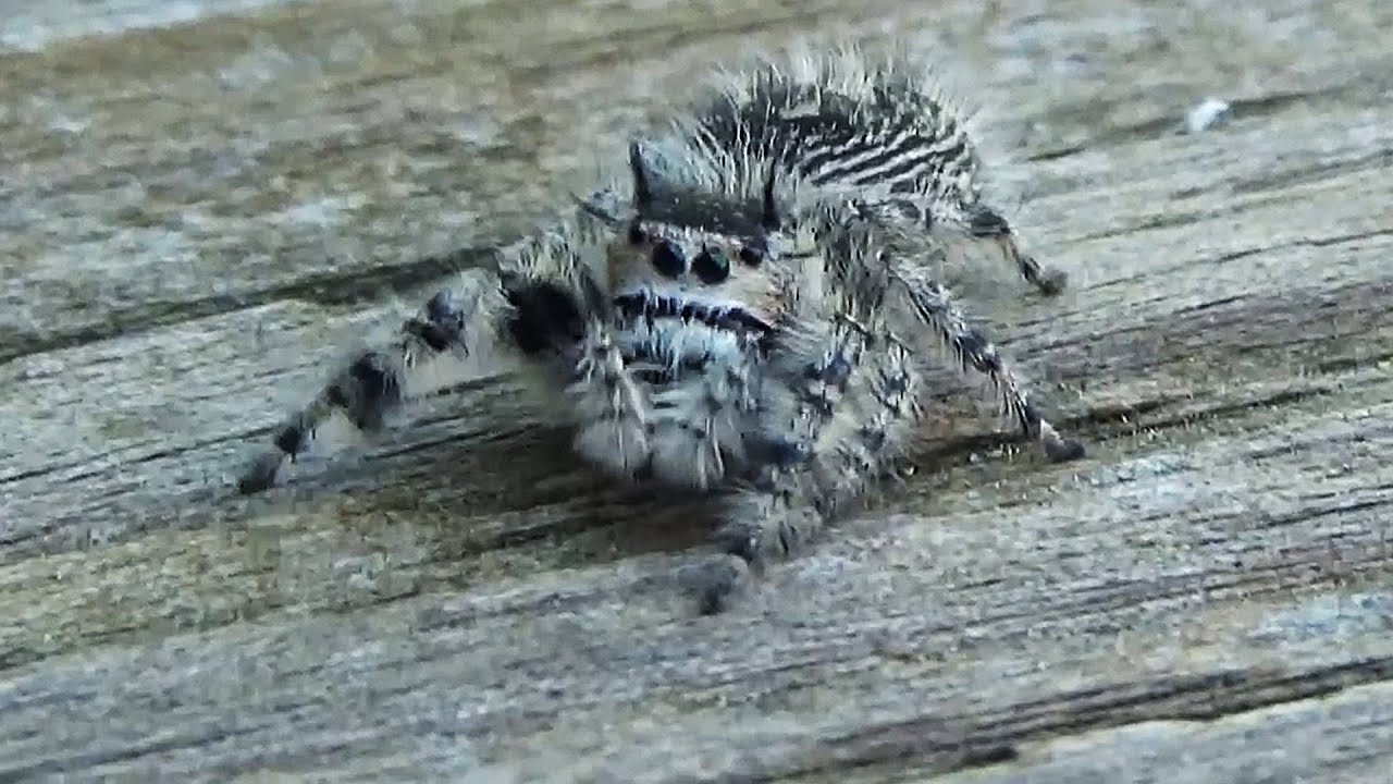 Giant Spider Attacks Camera | Spooky Spiders - YouTube