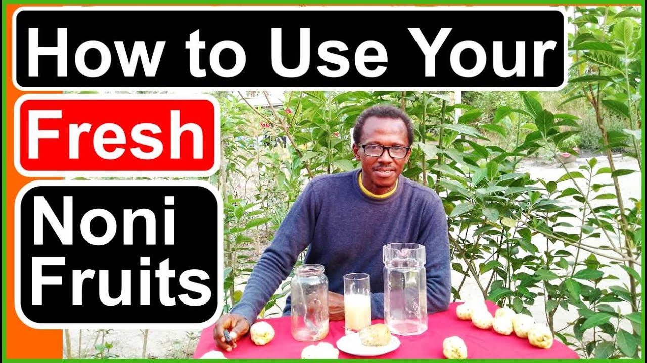 Fresh Noni Juice: Transforming Unused Fruits into Health Elixirs! - YouTube