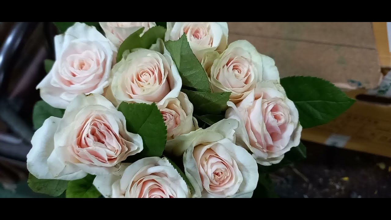 부르트장미 생화 꽃집 꽃집창업 꽃값 온라인꽃시장 온라인꽃도매 인터넷꽃시장 인터넷꽃도매 서울꽃시장 꽃농장 꽃배송 생화배송 생화도매 생화택배 꽃배달 생화배달 생화주문 생화부케