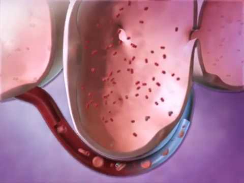 External Respiration animation - YouTube