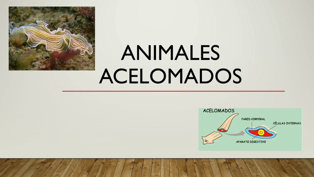 Animales acelomados y celomados - YouTube