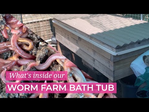 What's inside our worm farm bath tub (Our worm farming tips) - YouTube