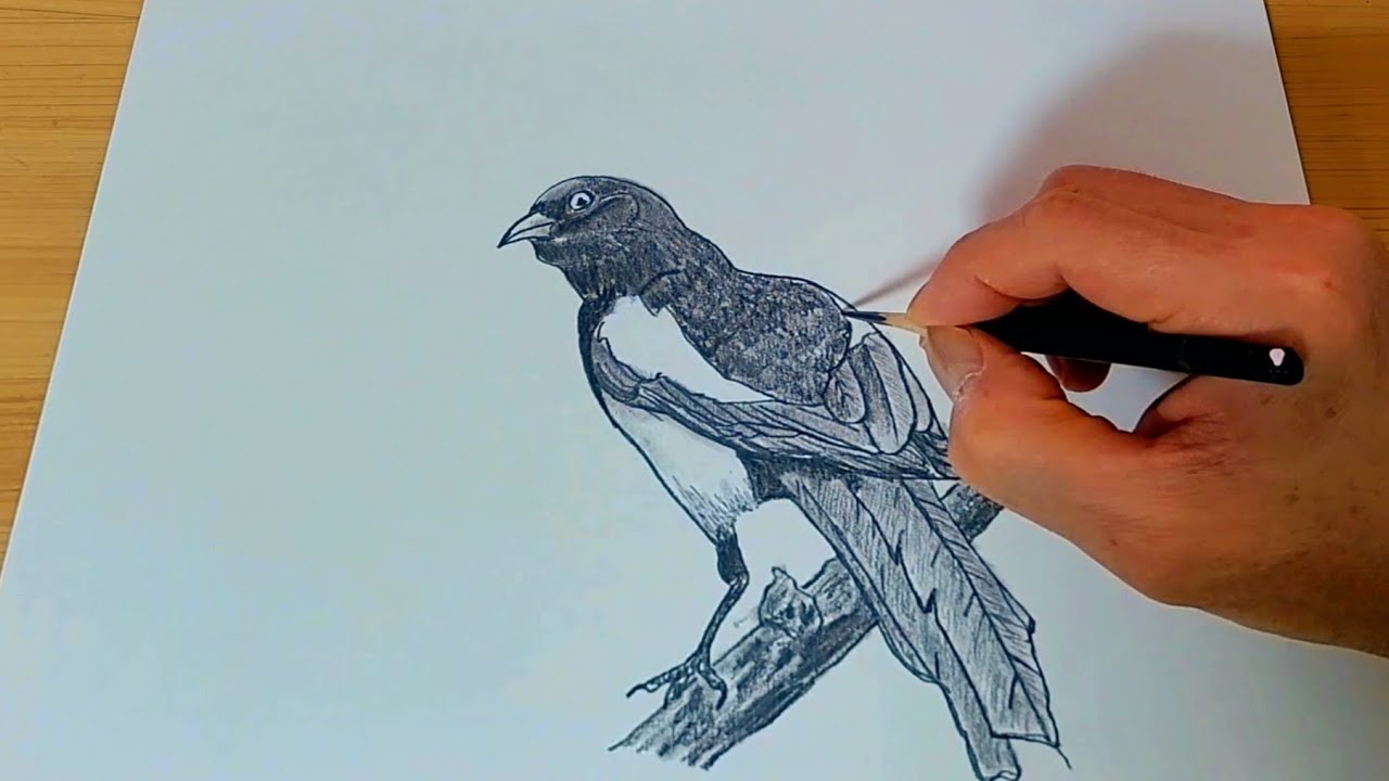 how to draw a magpie - YouTube