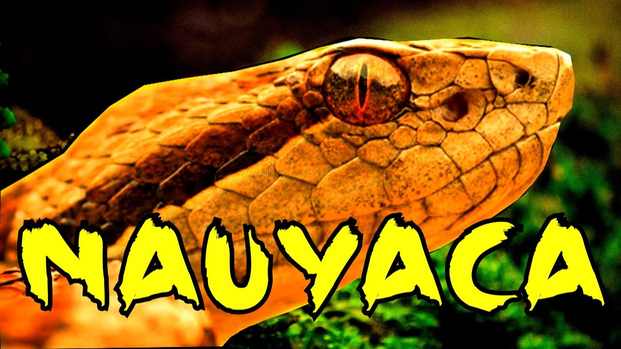 La SERPIENTE mas PELIGROSA de AMERICA | LA FAMOSA BOTHROPS ASPER. - YouTube