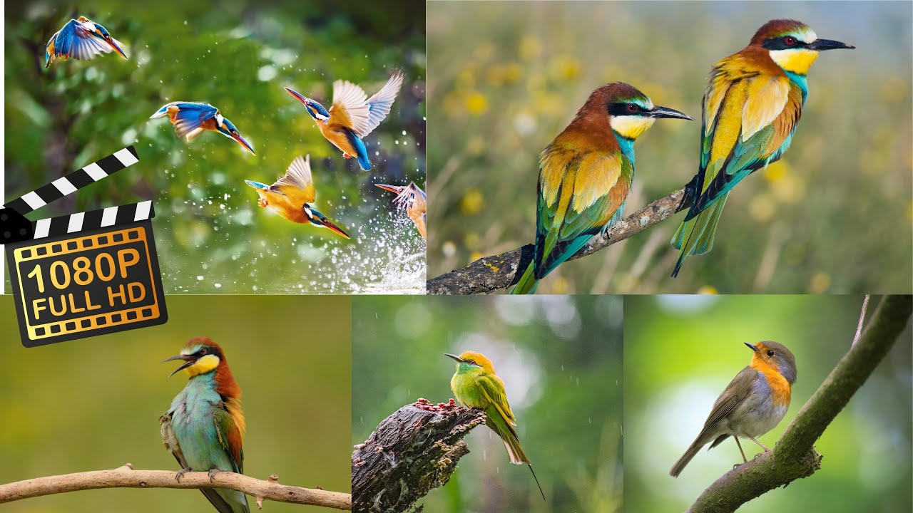 Cinematic Video Burung Burung Exotic Di Alam | Background Music For ...