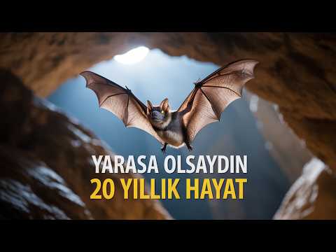 YARASA OLARAK DOĞSAYDIN! Gecenin Efendisi Hikayesi