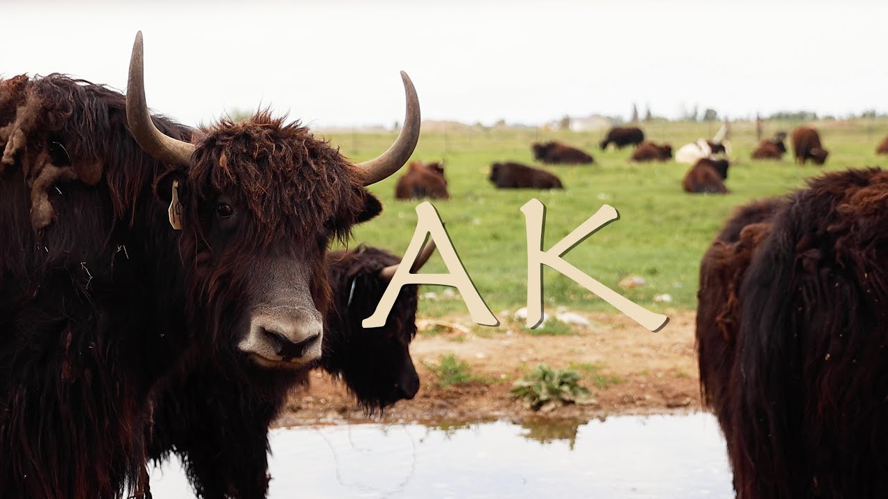 Yaks | A Must See in Archer - YouTube