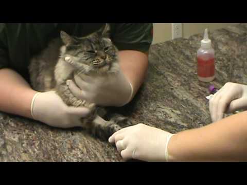 VETT 220 Task 19- Cephalic Venipuncture on a Feline - YouTube