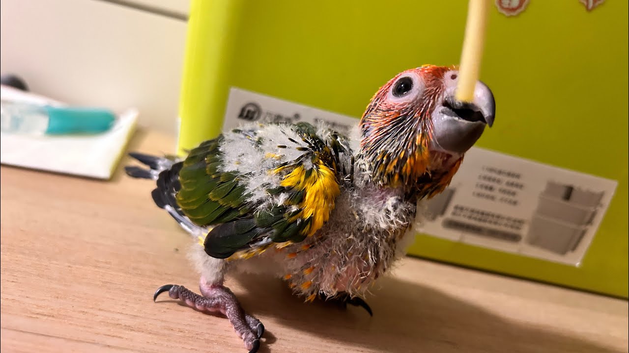 Feeding milk（specialized parrot formula）to baby Sun Conure: Use a ...