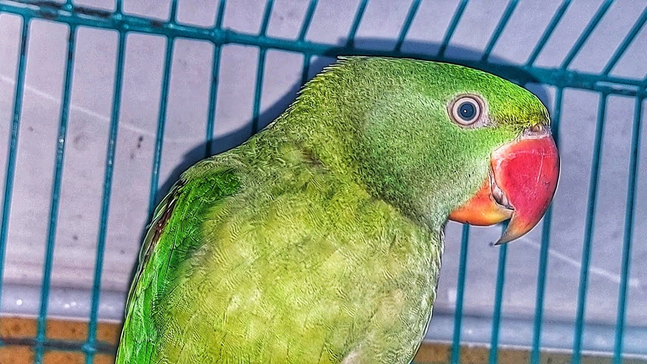 Angry Parrot Close Shot - YouTube