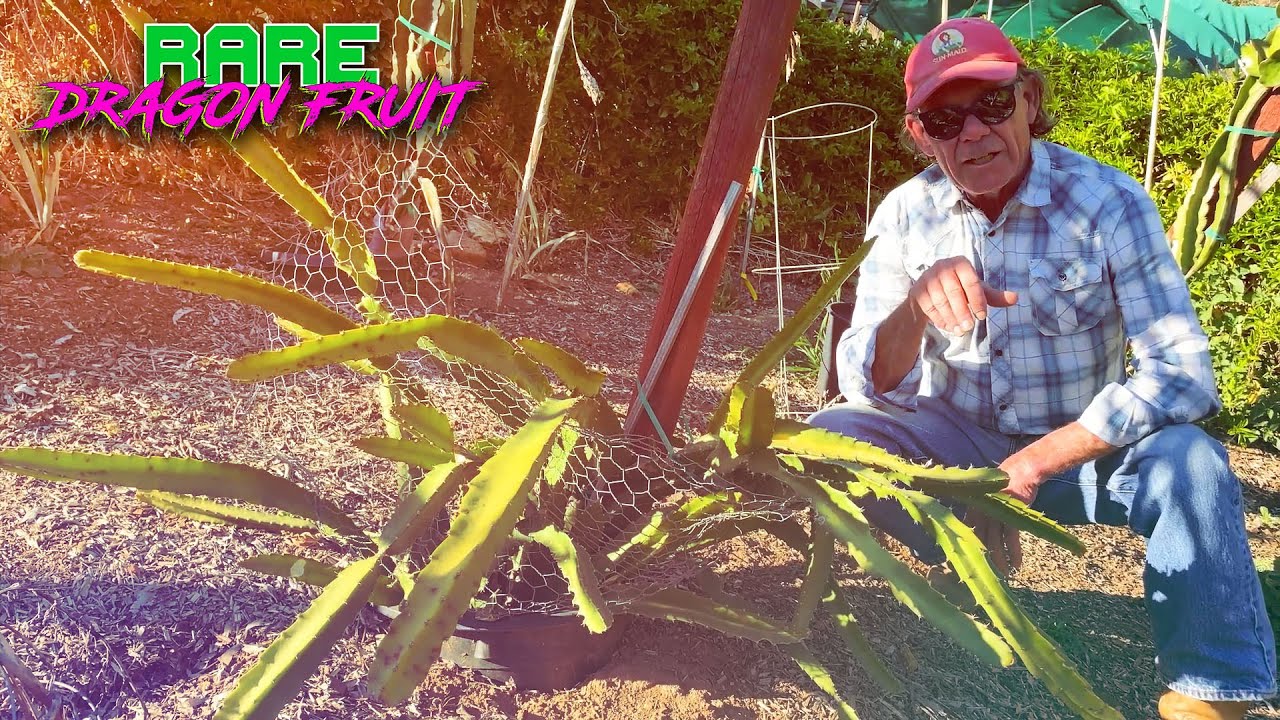 'Pride of Fallbrook' DRAGON FRUIT / Expert Grower Danny Shows us Some ...