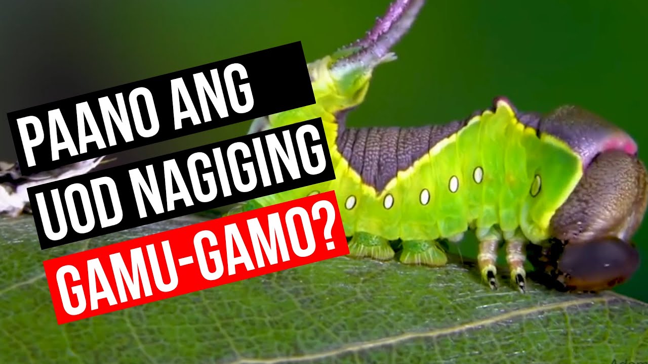 Paano ang Uod Nagiging Gamu-Gamo | Pinoy Animal TV - YouTube