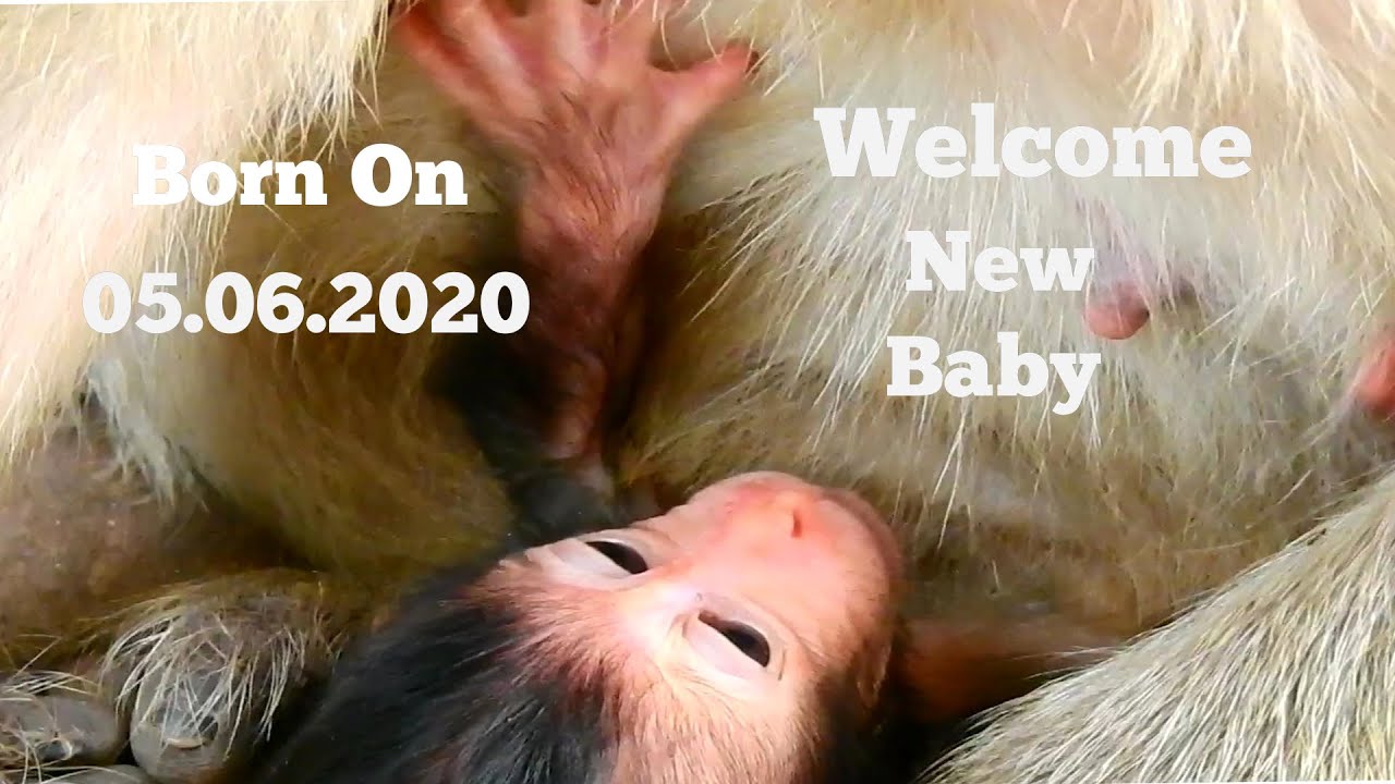 Welcome!!, New Cute Baby Newborn Monkey Was Born On 05.06.2020,Baby ...