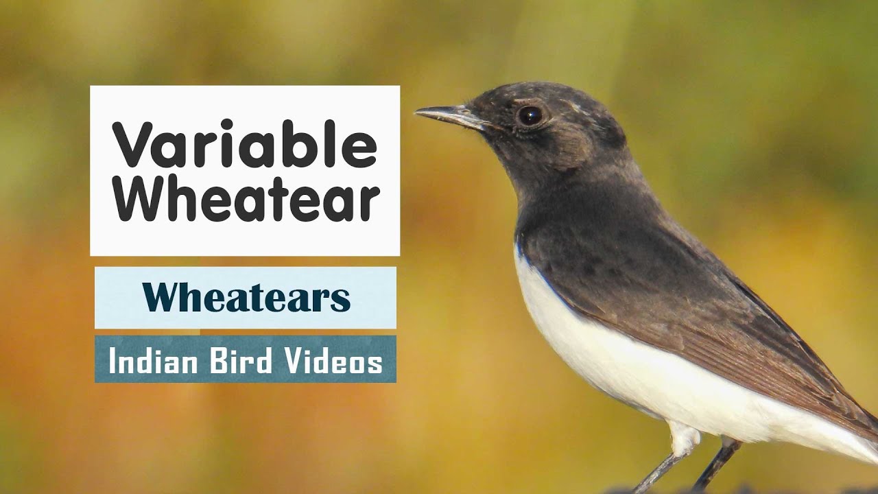 The Variable Wheatear (Oenanthe picata) - YouTube