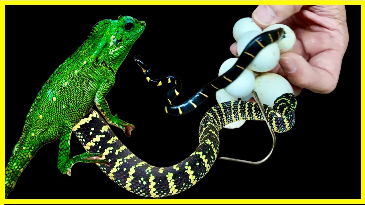 BABY SNAKES HATCHING | VENOMOUS SNAKES | MALAYSIA FACILITY - YouTube
