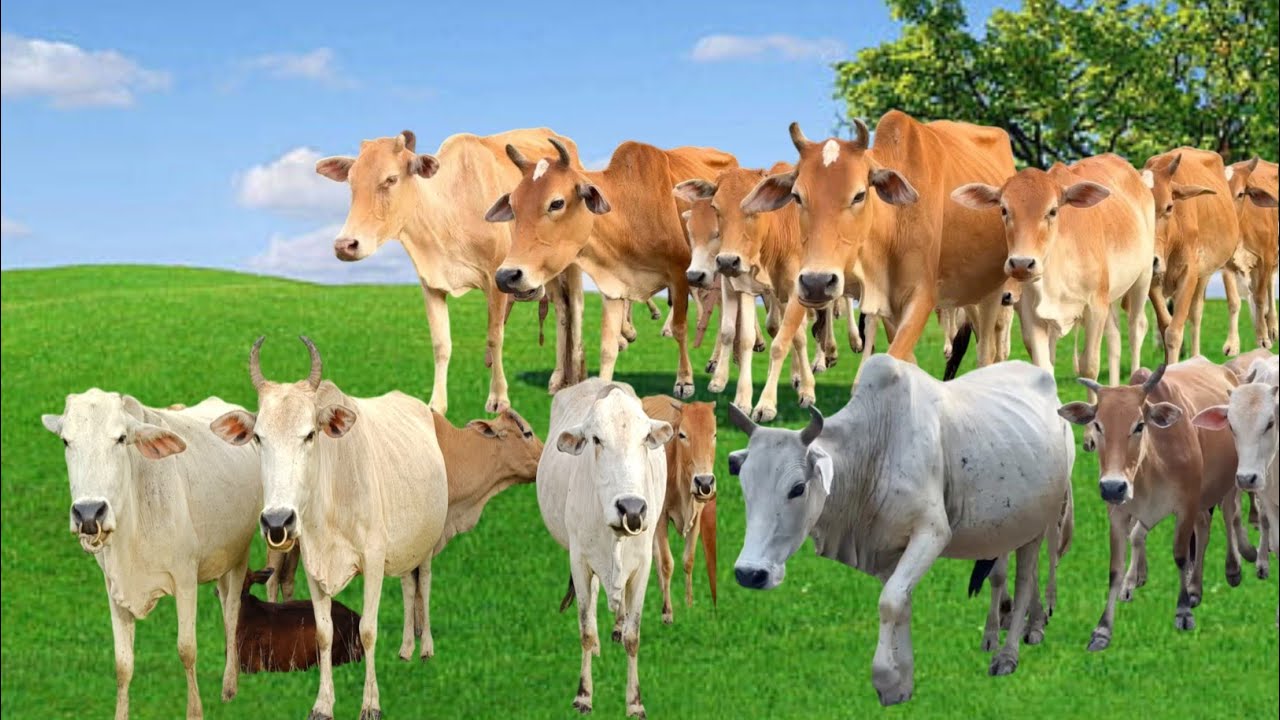 Ribuan sapi lembu jinak berjalan ke arah padang rumput peternakan, sapi ...