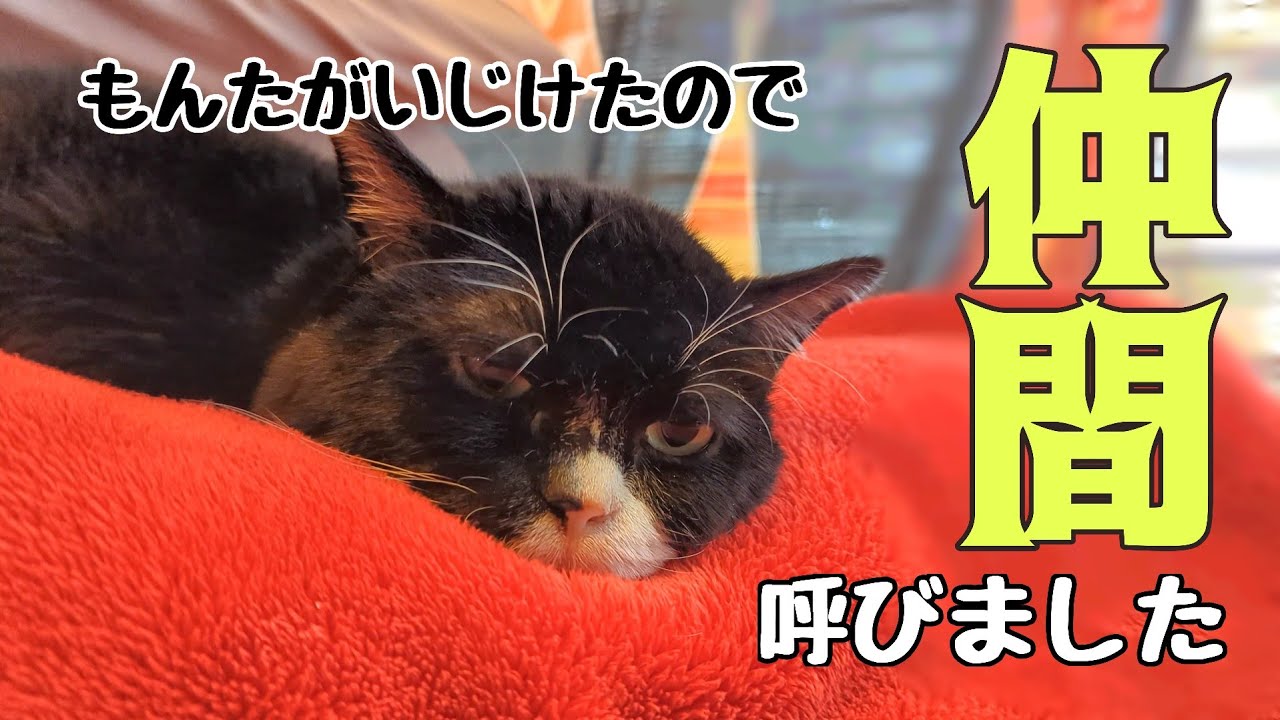 お留守番の強い味方連れてきた Youtube
