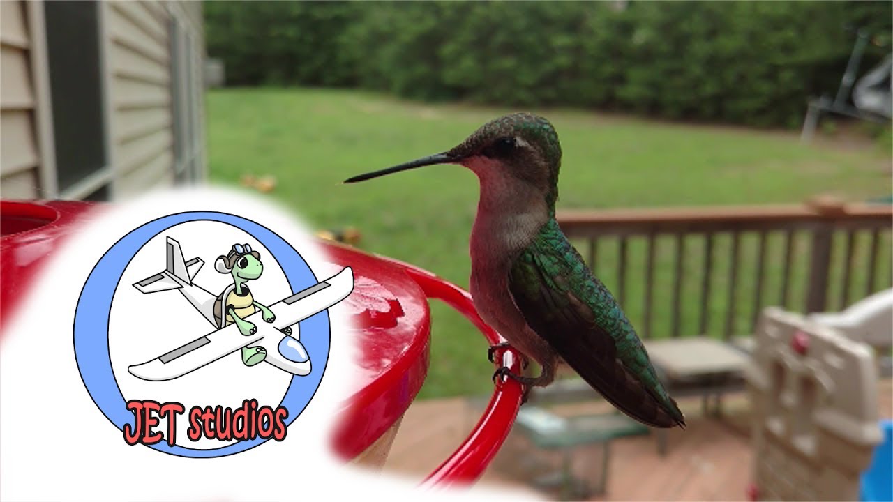hummingbird landing and drinking - JET Studios - scotty jaster - YouTube