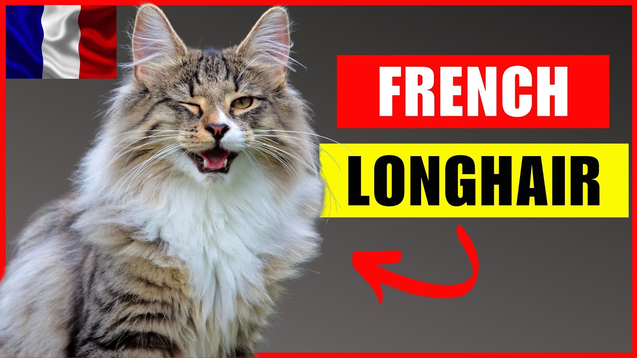 Top Longhair Cat Breeds In France - YouTube