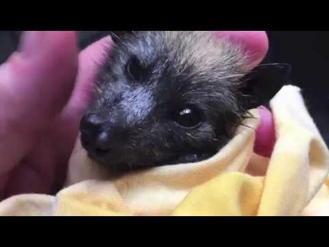 Baby bat forms her first spat: This is Lucky Lucy - YouTube